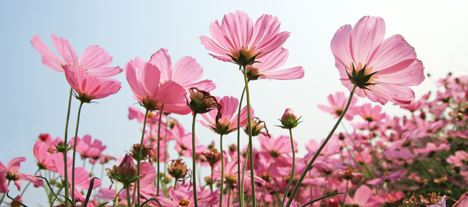 Healing Your Traumatized Heart: Seeking Safety, Understanding, and Pea ...
