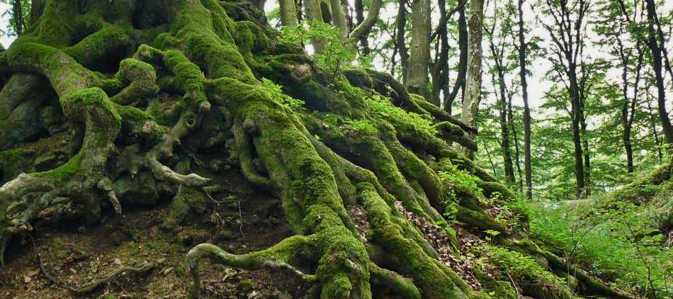 The Healing Power of Trees – Remembering A Life